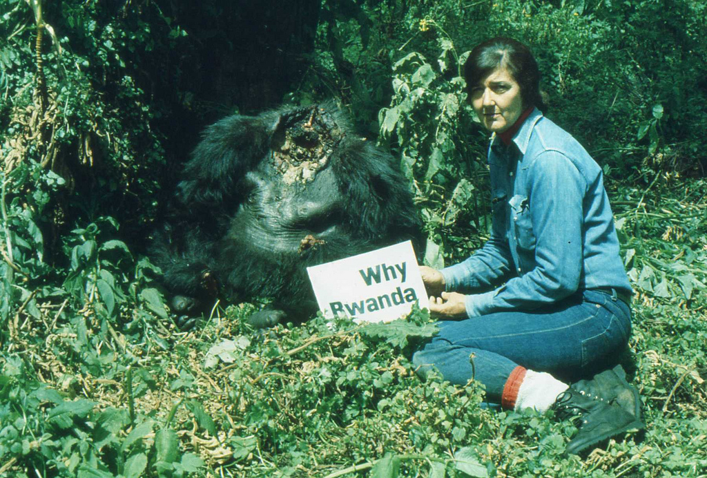 Dian Fossey The Complexity Of A Misanthropic Woman Who Saved Mountain Dian Fossey The Complexity Of A Misanthropic Woman Who Saved Mountain