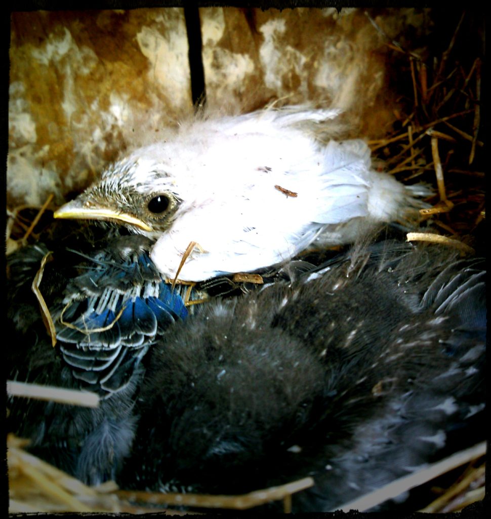 A VERY RARE Site – A White (Leucistic) Bluebird for the 3rd Time ...