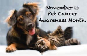 National Pet Cancer Awareness Month — Animal Welfare Issues