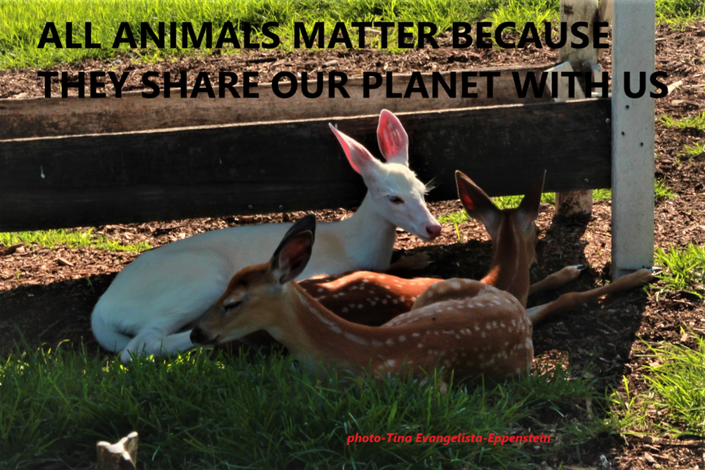 Animals’ Lives Matter Because They Share the Planet With Us — Animal ...