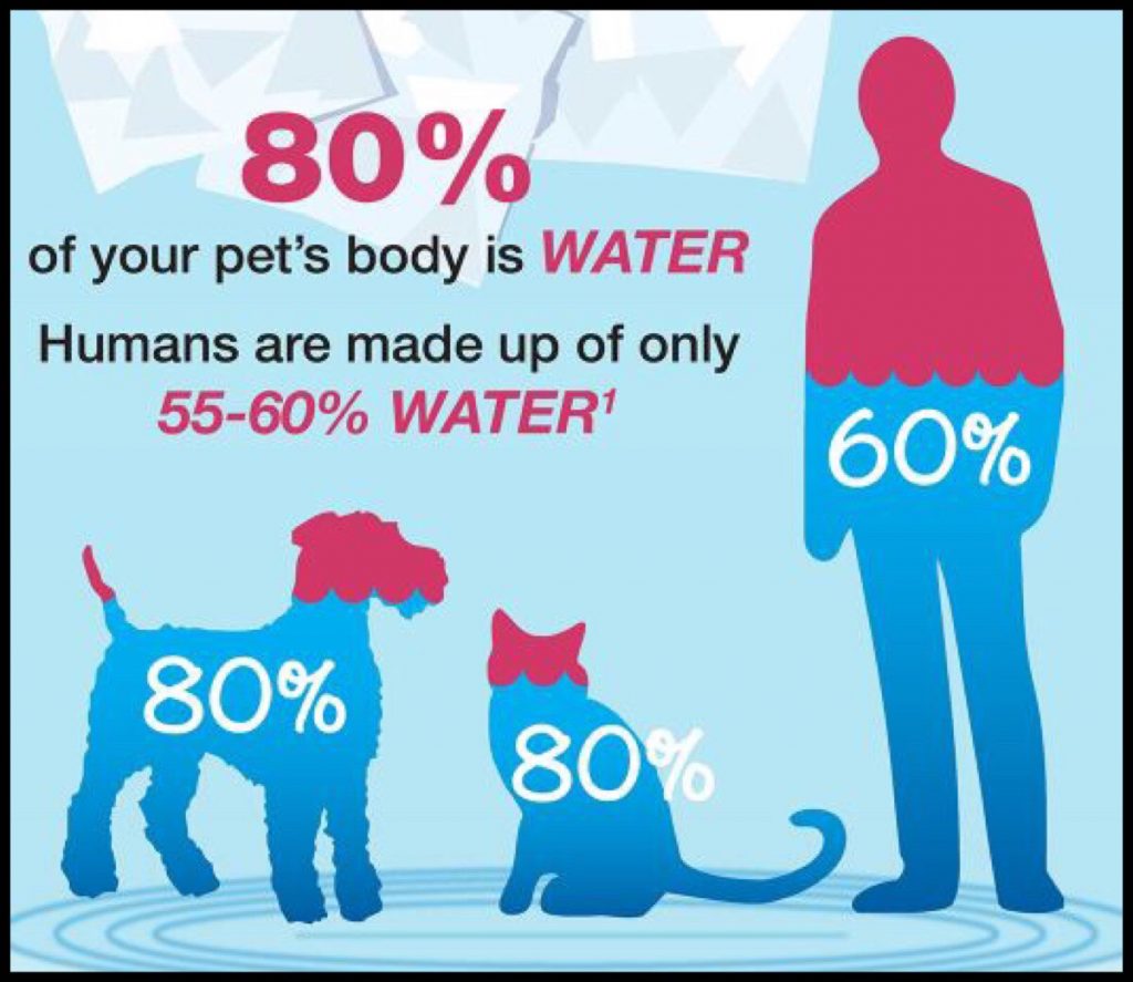 July is Pet Hydration Awareness Month — Animal Welfare Issues